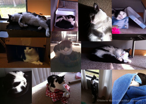 The Story of Sumo Kitty - Beautiful CutenessBeautiful Cuteness